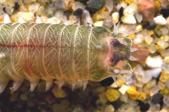 CUADERNO DE CAMPO del Treparriscos: Poliquetos nereidos de la costa ...