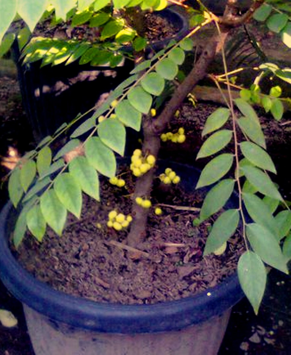 RUGI JIKA TIDAK BACA!! TAK DISANGKA DAN DIDUGA BIJI CERMAI TERNYATA ...