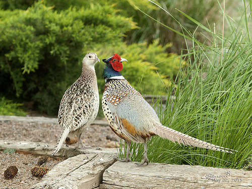 Behind the French Menu: 2013-11-03