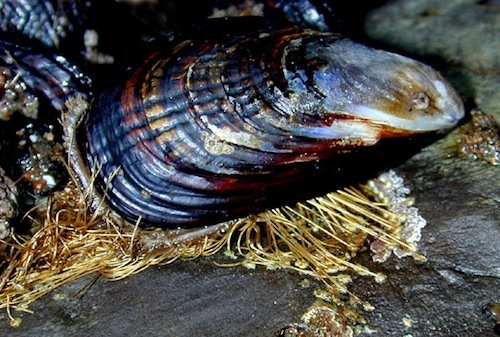 Ciencias de la Naturaleza 1º ESO: Curiosidades del mejillón