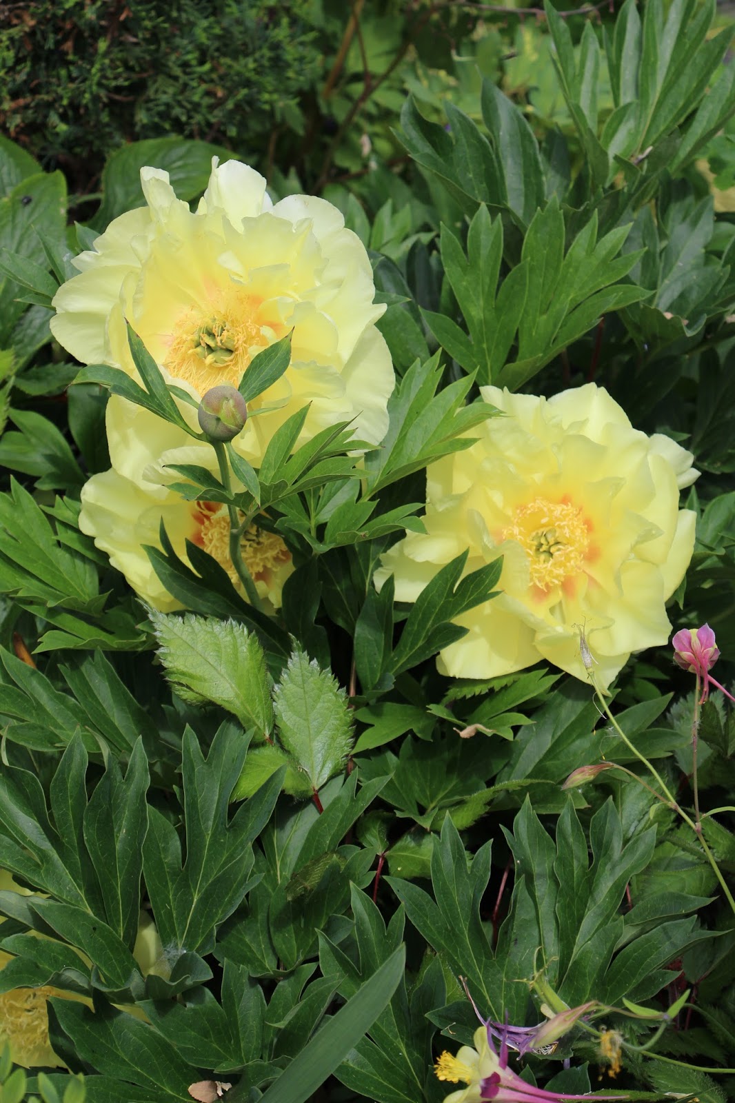 Fishtail Cottage Garden 5/25/15