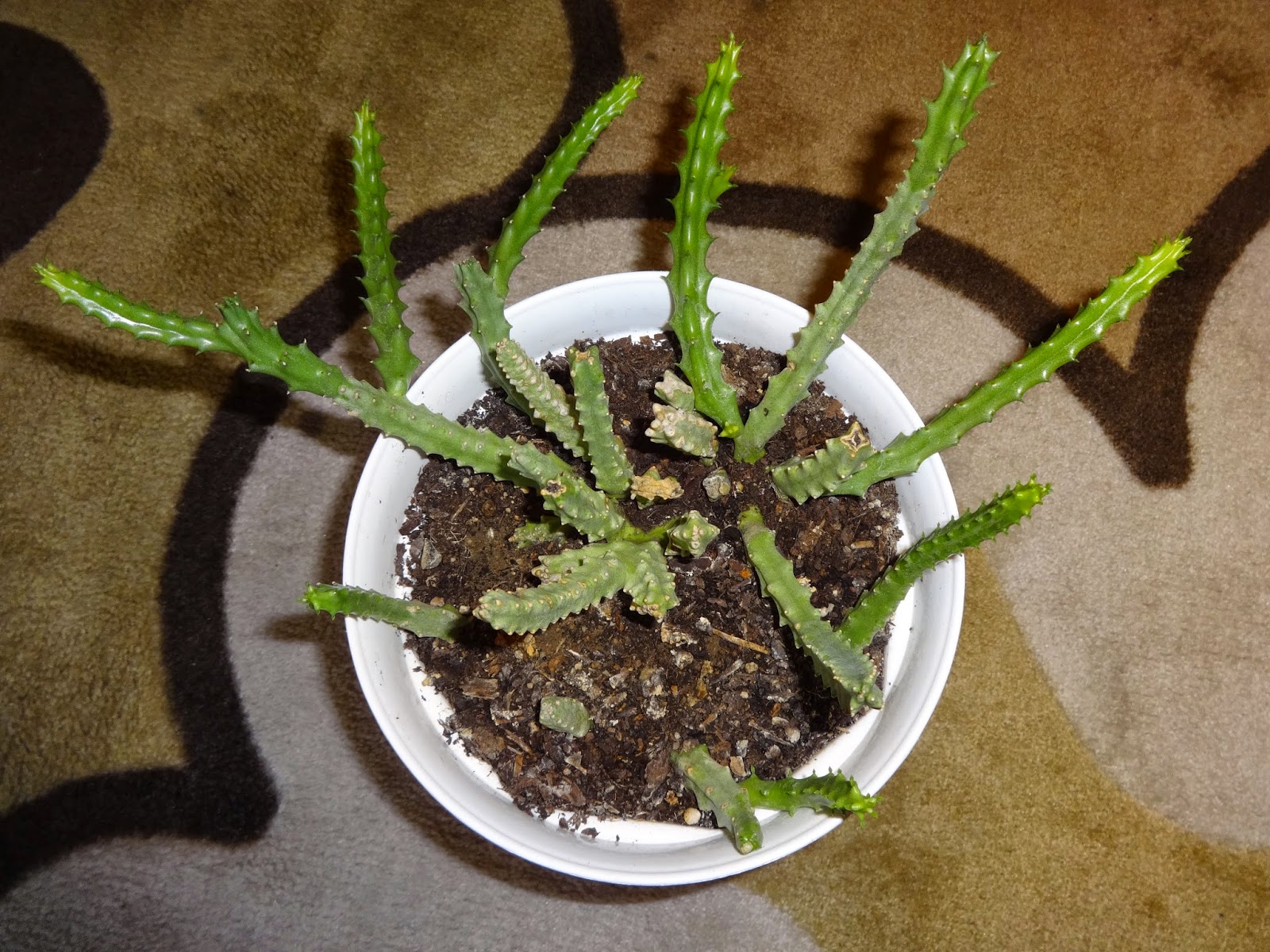 Zioła z Odległych Krain: Chong, Caralluma fimbriata - Czong, Karaluma