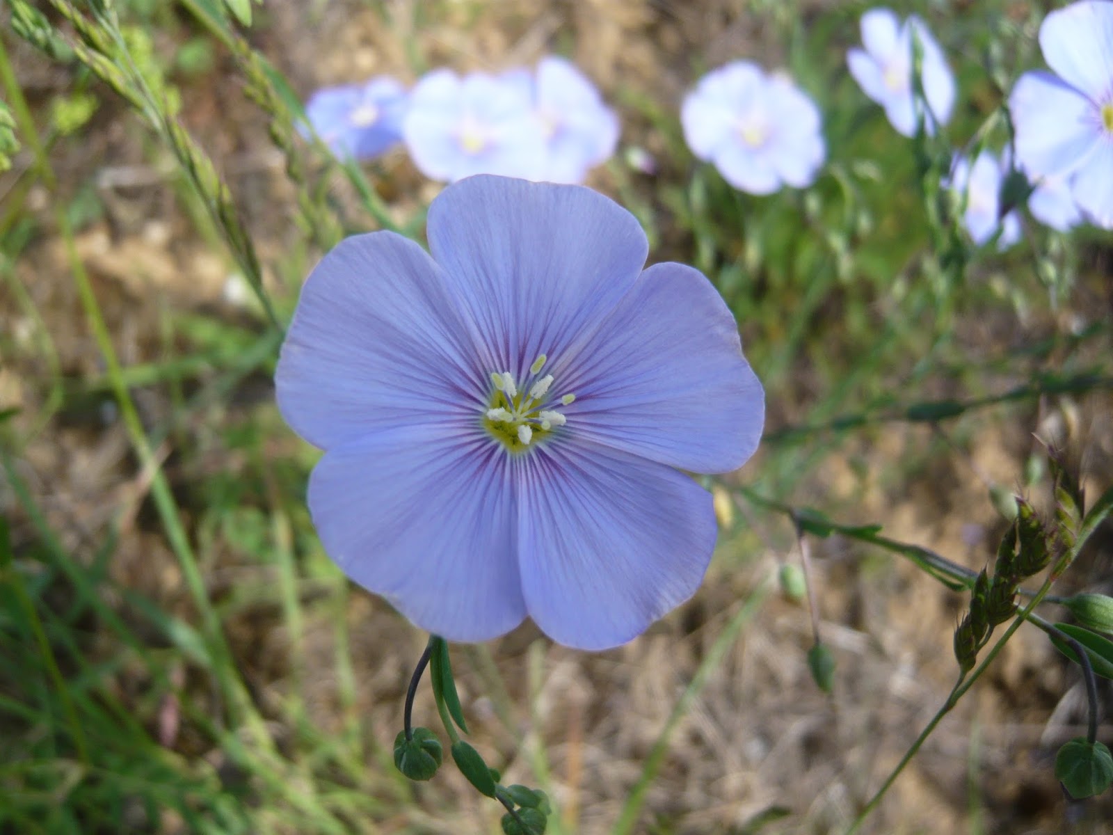 JARDINS DE SANTÉ: LIN