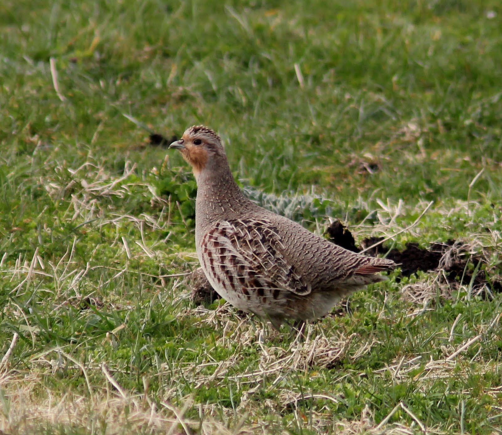 limerick-birder.blog: Grey Partridge