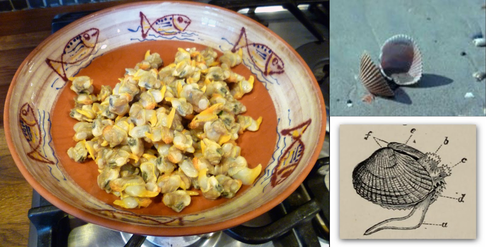 Cabine du Jardin deux: The Humble Bivalve (Cockle)