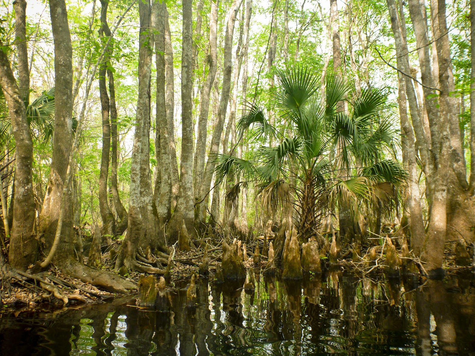 Old Florida: The Smells of Old Florida