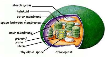FORESTRY - LEARNING: CHLOROPLAST FUNCTIONS