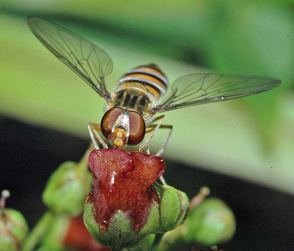 CABINET OF CURIOSITIES: Hoverfly