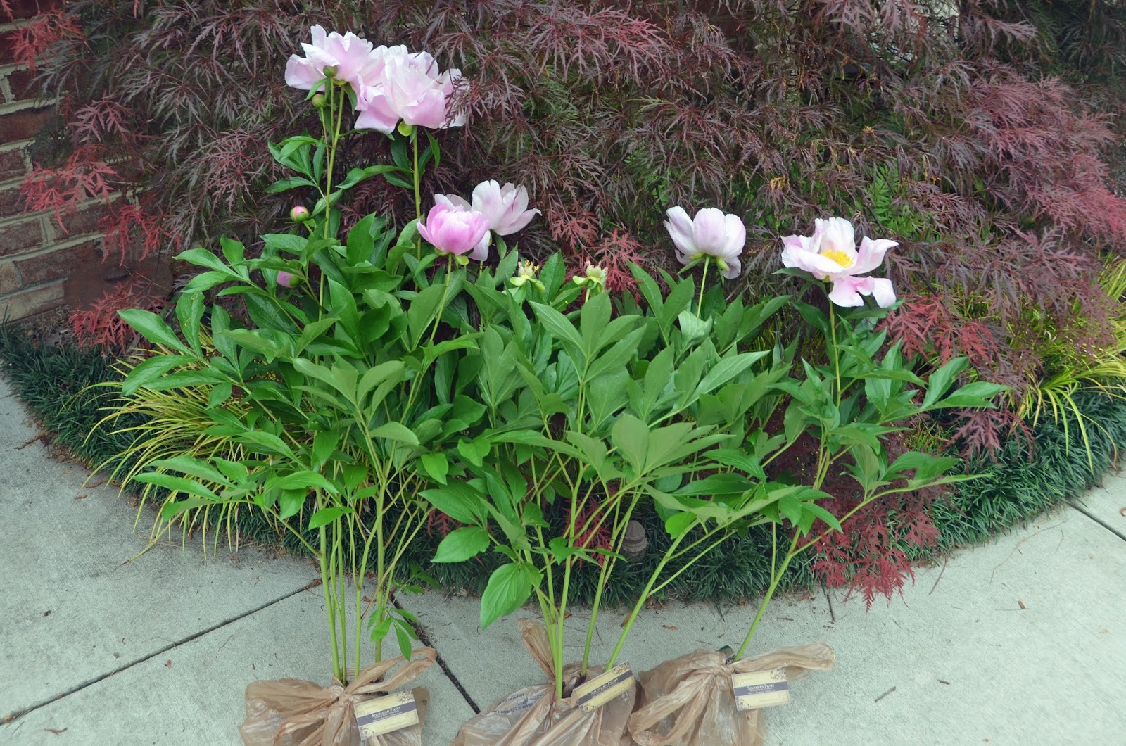 Planting Peonies In Spring - Plant Ideas