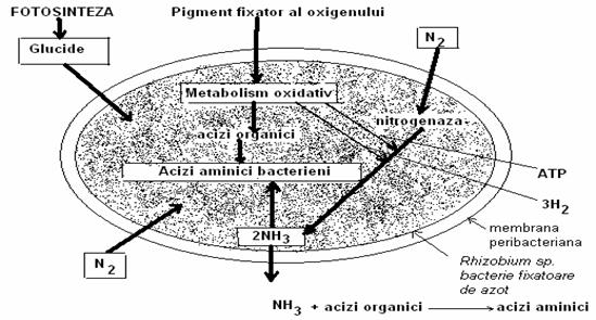 Biologia : Funcțiile fundamentale ale plantelor: funcția de nutriție