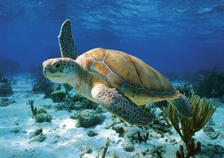 Sea Turtle | Animal Wildlife