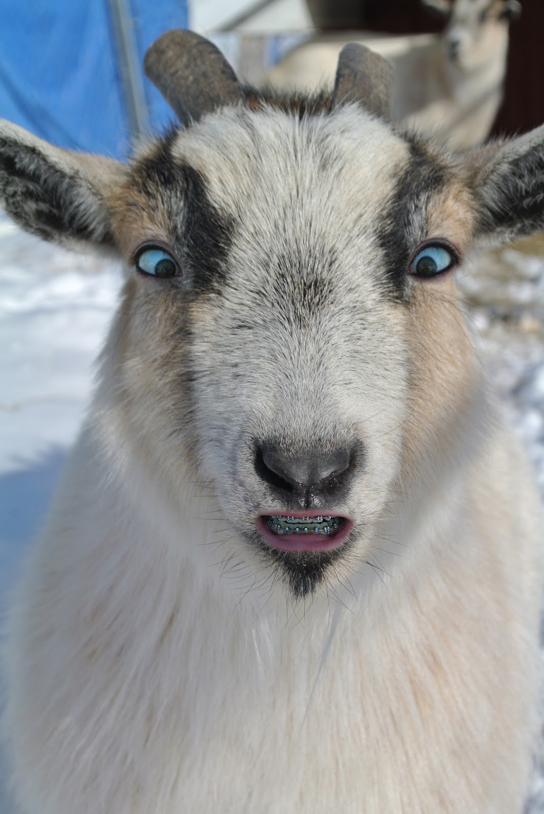 Erin Marie Photography: Animal Morph