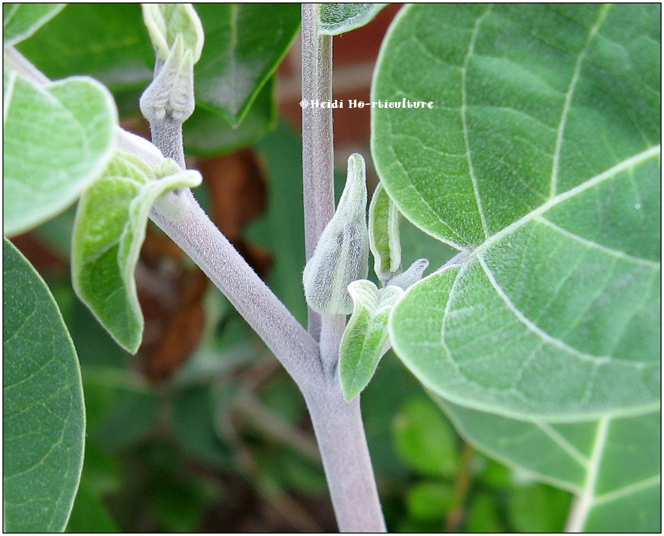 Heidi Horticulture: Plant Profile: Datura inoxia "Downy Thorn Apple"
