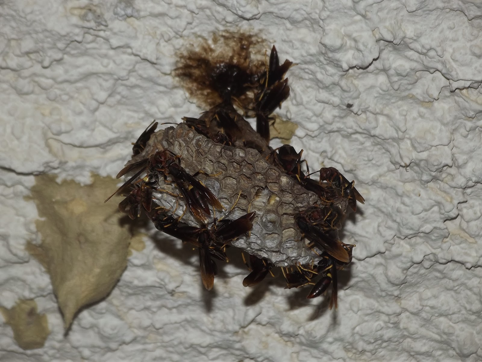 Fotomaracay: Las Avispas mata caballo