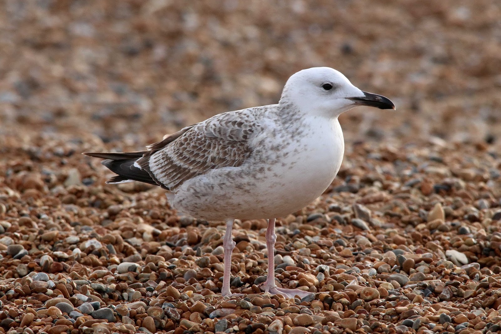 Dungeness Bird Observatory : 30th Dec