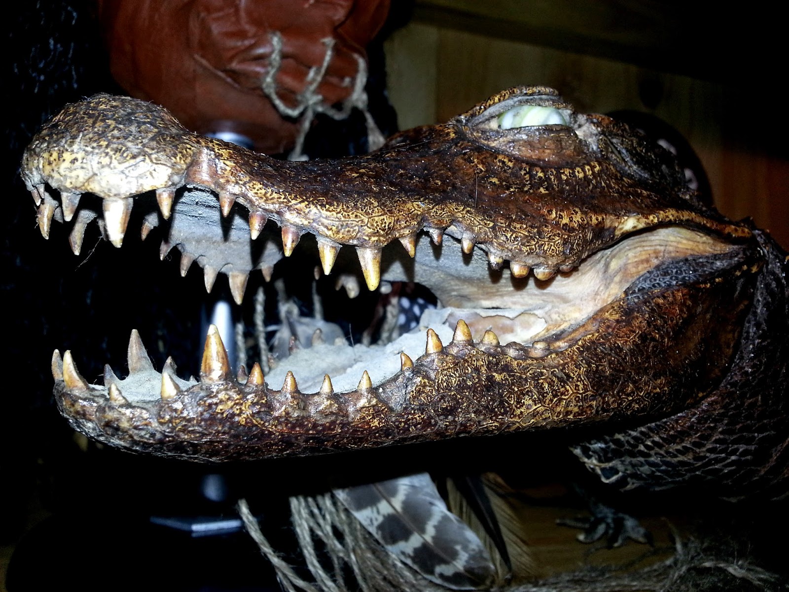 un cabinet de curiosités...: caïman