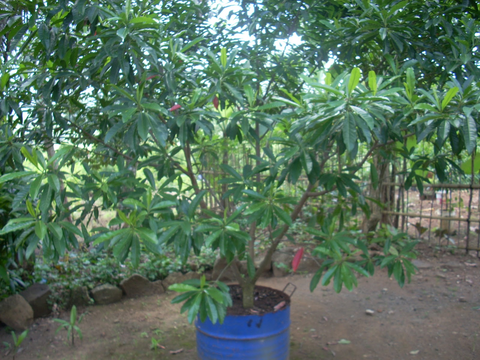 Rudraksha Cilacap: Cara Menanam / Budidaya Pohon Jenitri Dari Bijinya