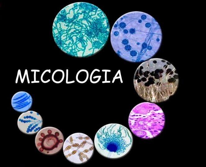 Resúmenes de Micología ~ ACUERDO ACADÉMICO 🎓