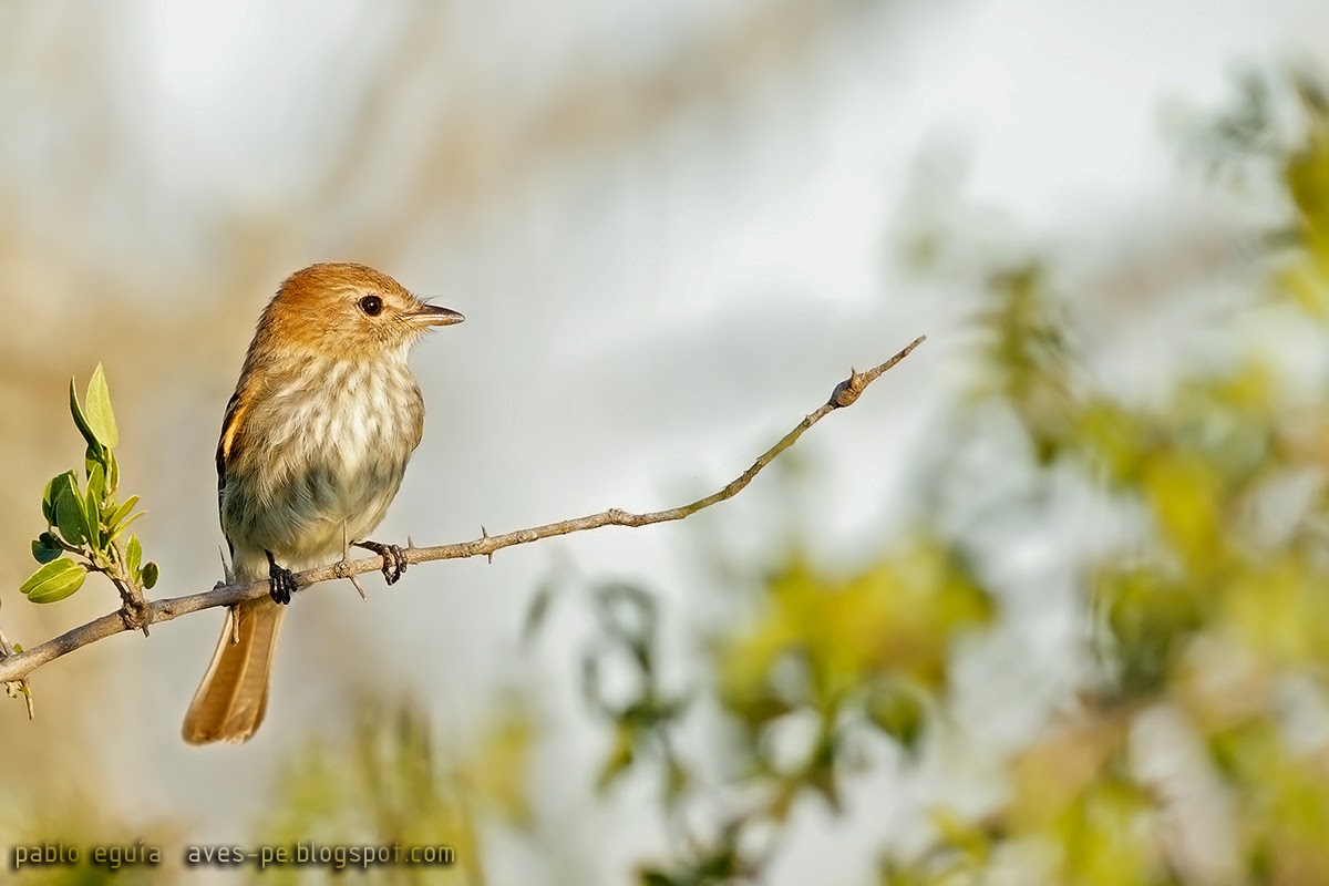 mis fotos de aves: Myiophobus fasciatus Mosqueta Estriada Bran-colored ...
