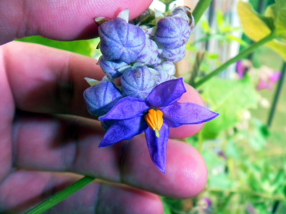 Scirpidiella's Plants: Hardy Tamarillos (Cyphomandra sp.div.)