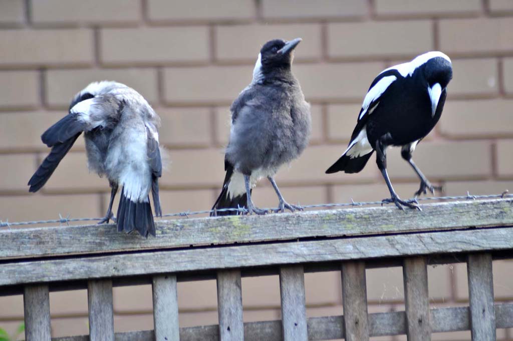 It's Baby Magpie Season