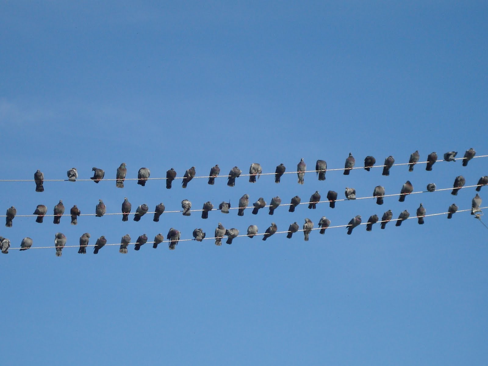 Pixar Corner: For the Birds