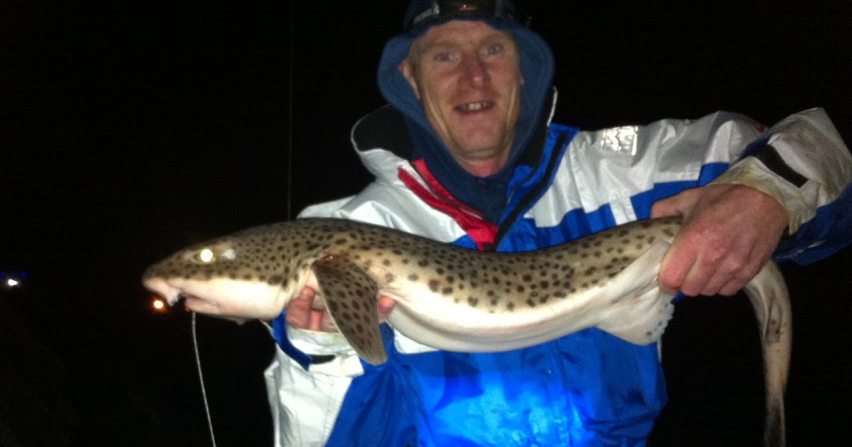 Fishingmegastore Fish of the Month Entry October 2017 - Big Bull Huss!