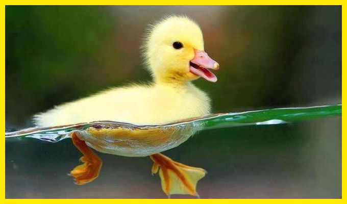 VEGANISM: A TRUTH WHOSE TIME HAS COME: Fascinating Facts about Animals