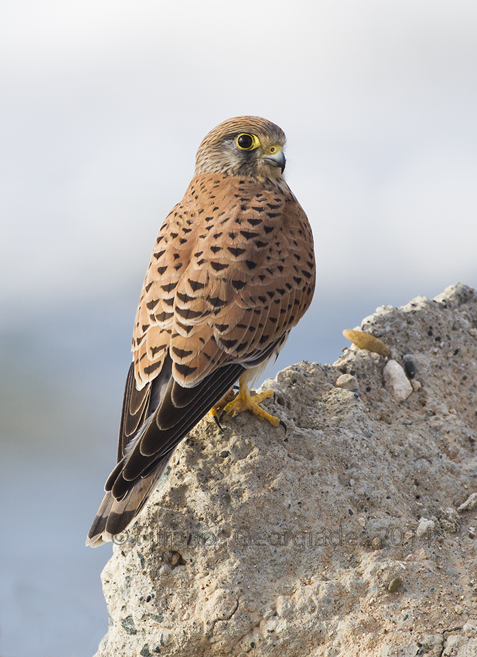 Wild Birds of Cyprus \ Άγρια Πουλιά της Κύπρου: Common Kestrel, Falco ...