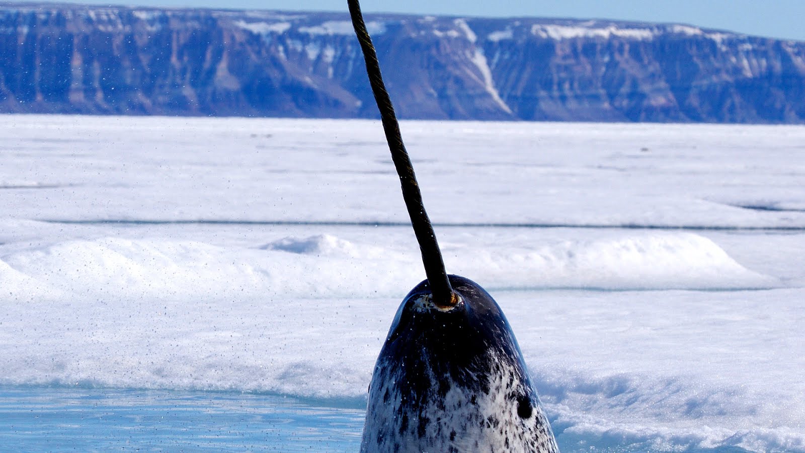 Narwhal - Are Narwhals Endangered - Danger Choices