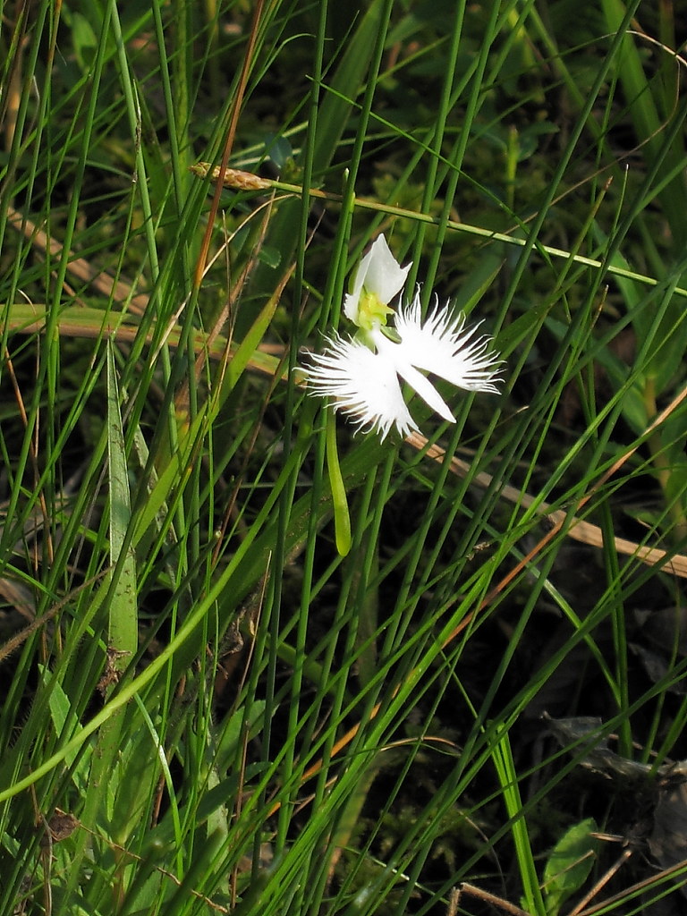 Pecteilis radiata care and culture | Travaldo's blog