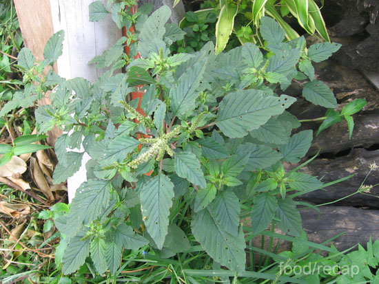 Vikings in Life: What's The English Of...