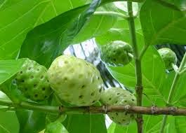Benefits of Noni Fruit | Indonesian Medicinal Plants