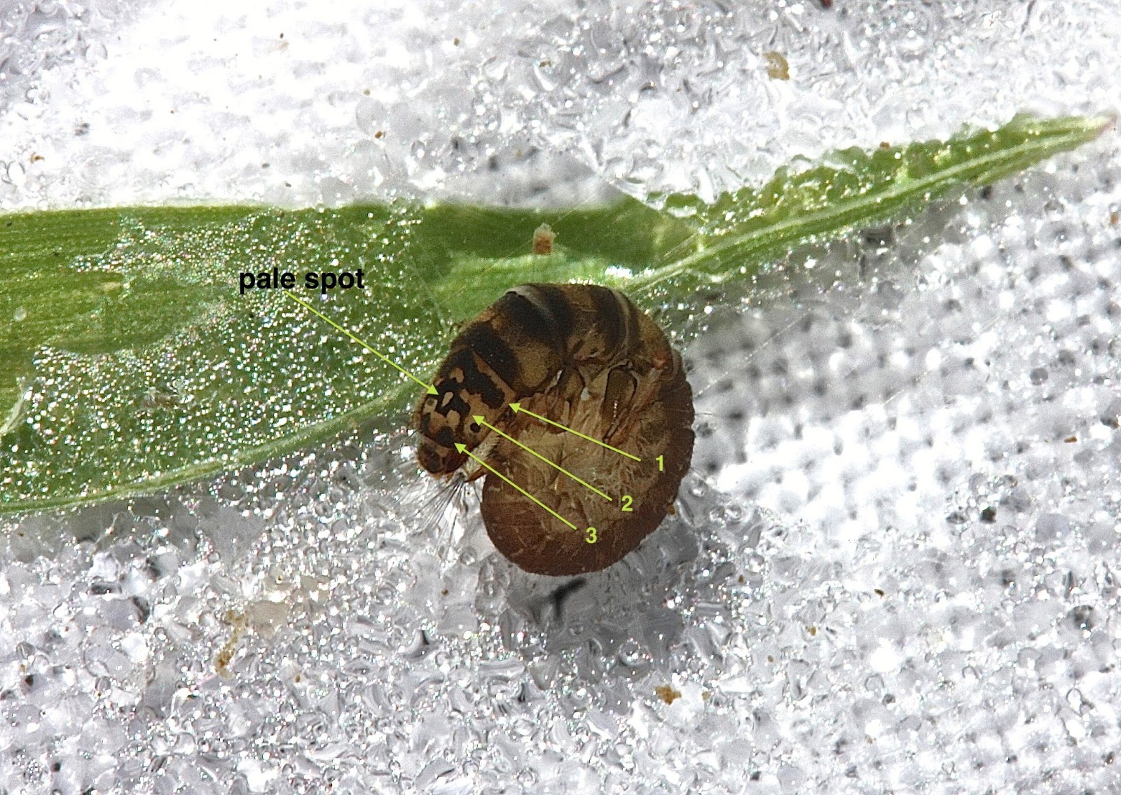 Aquatic Insects of Central Virginia: It's also common netspinner time ...