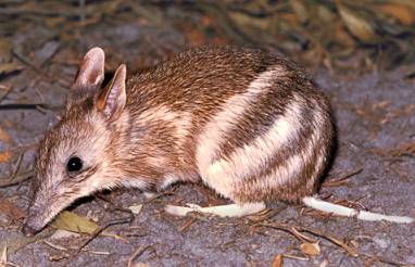 Bandicoot | Animal Wildlife