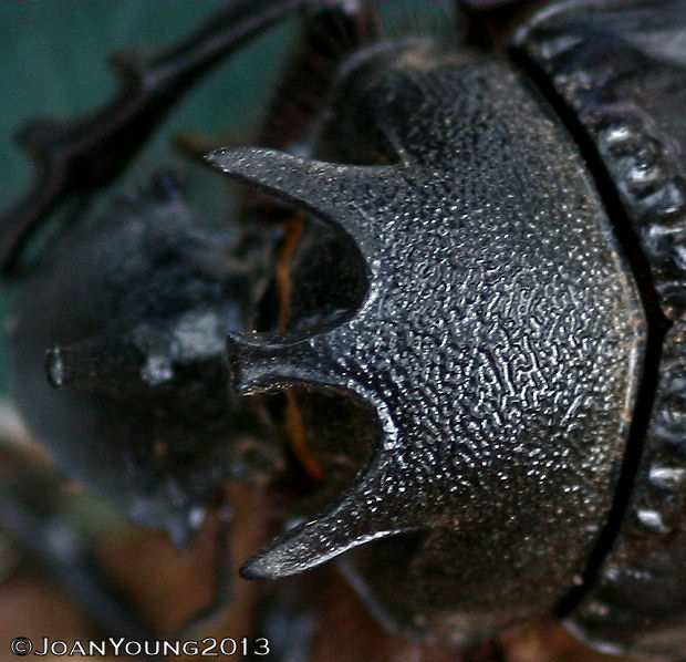 South African Photographs: Trident Dung Beetle (Heliocopis neptunus)