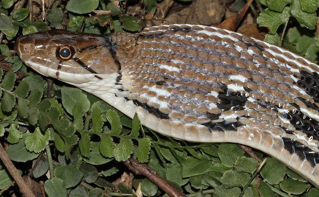 Ular Asli Indonesia: Ular Lanang Sapi (Coelognathus radiatus)