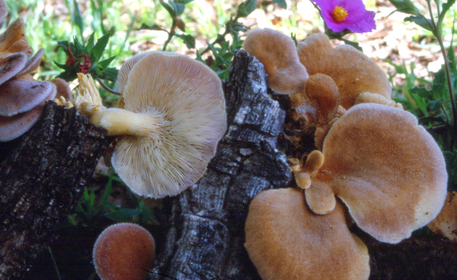 Setas Extremadura : Lentinus Strigosus (Panus Rudis)