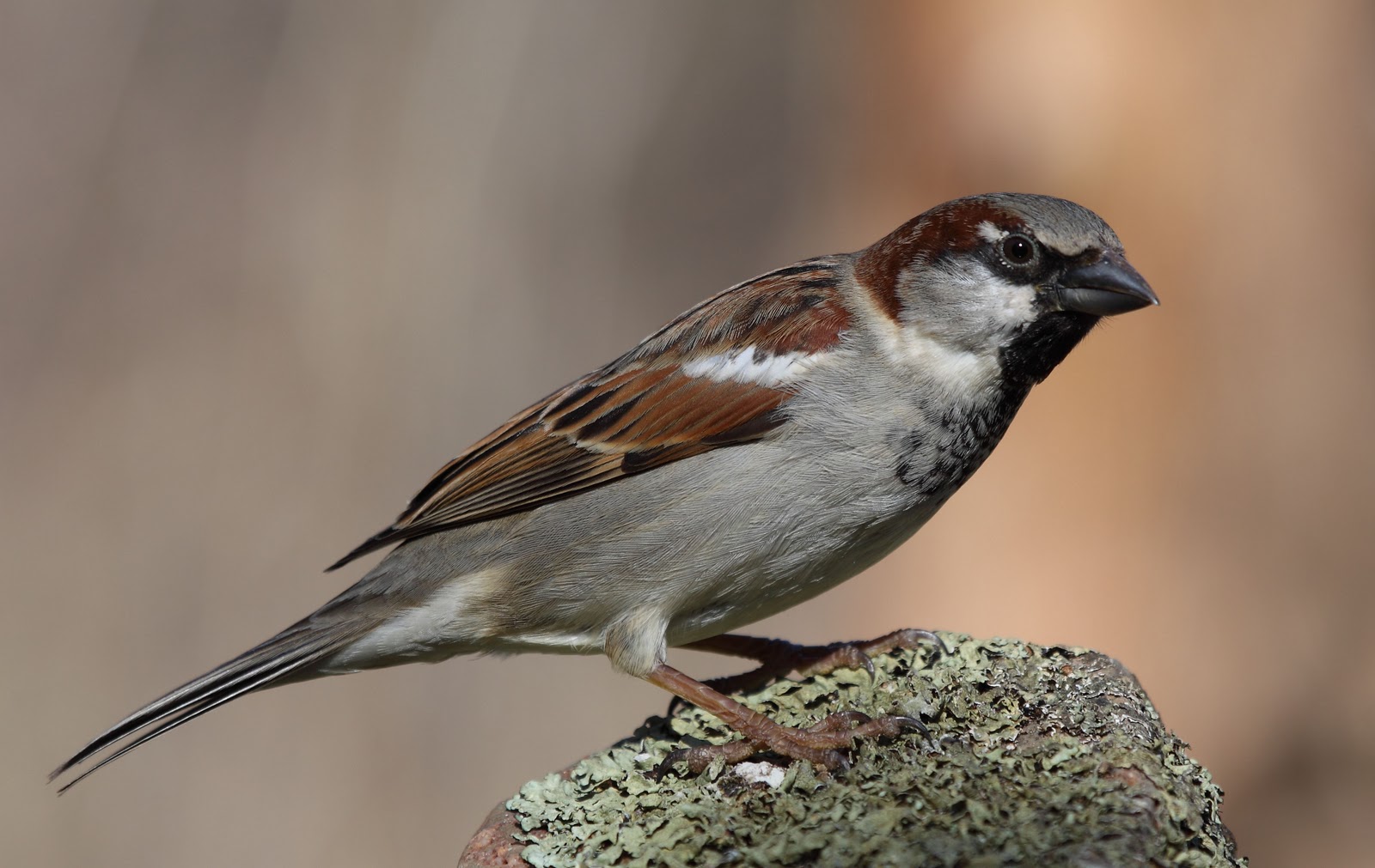 ASOCIACION CULTURAL NATURATECA: Aves de Ateca : Gorrión