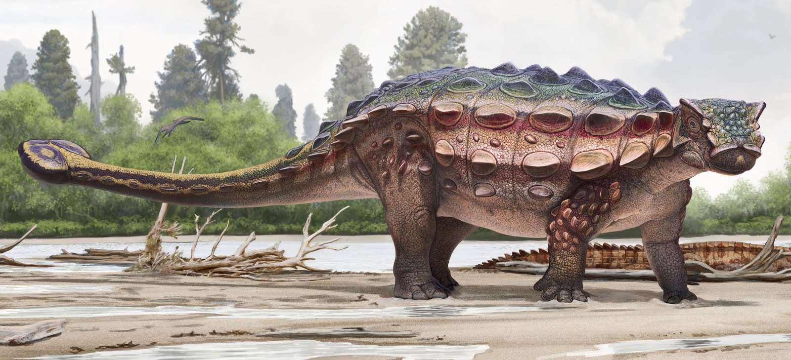 Species New to Science: [Paleontology • 2018] Akainacephalus johnsoni ...