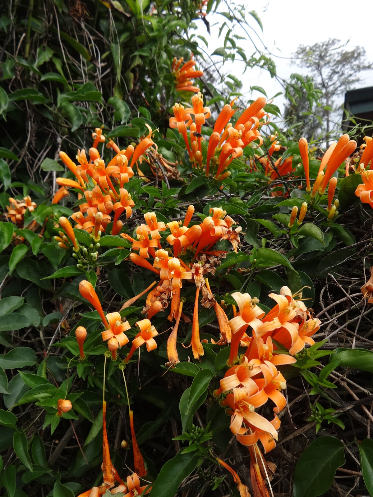 Herbs from Distant Lands: Pyrostegia venusta - Flame Flower, Golden ...