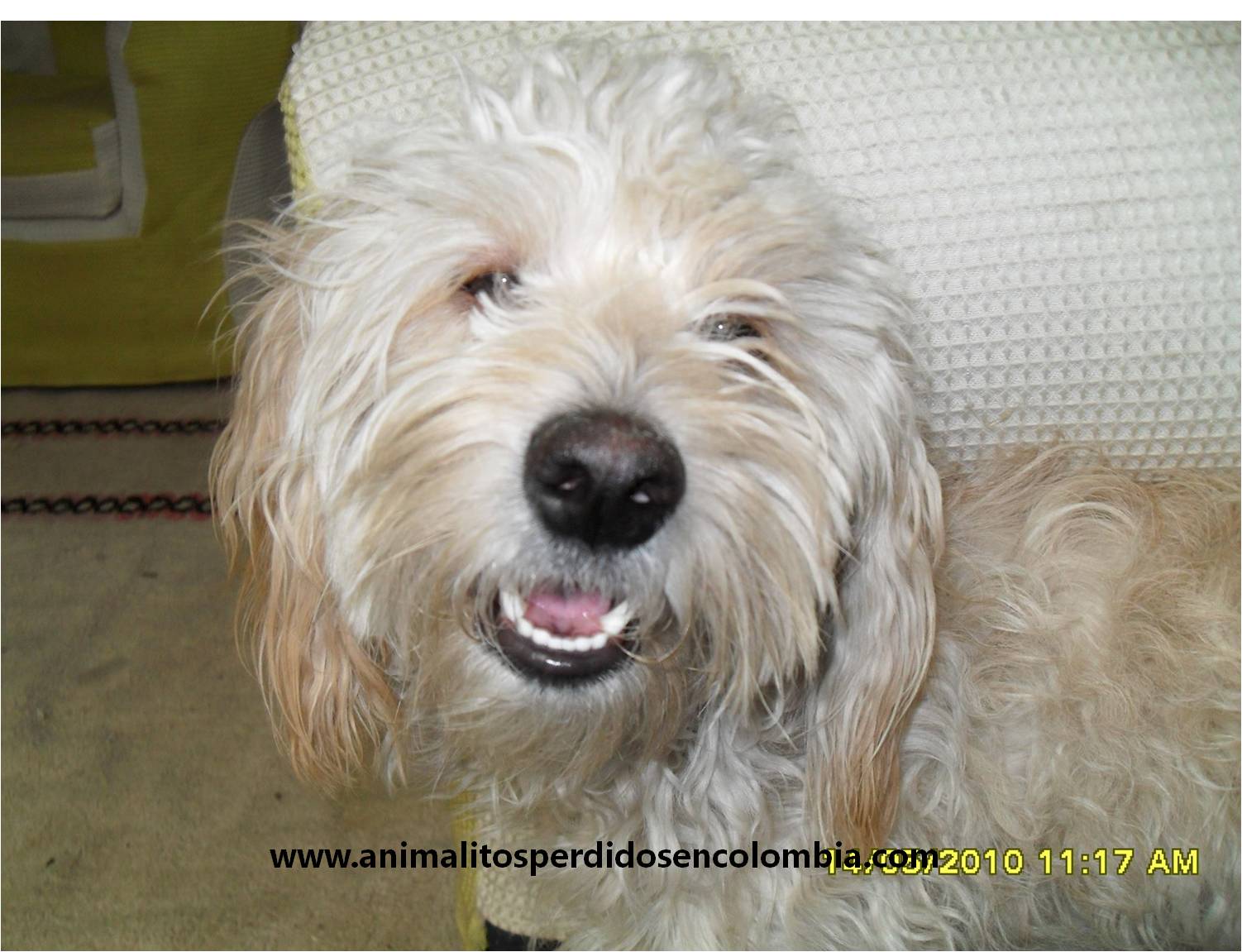 Perro french poodle maltes - Imagui