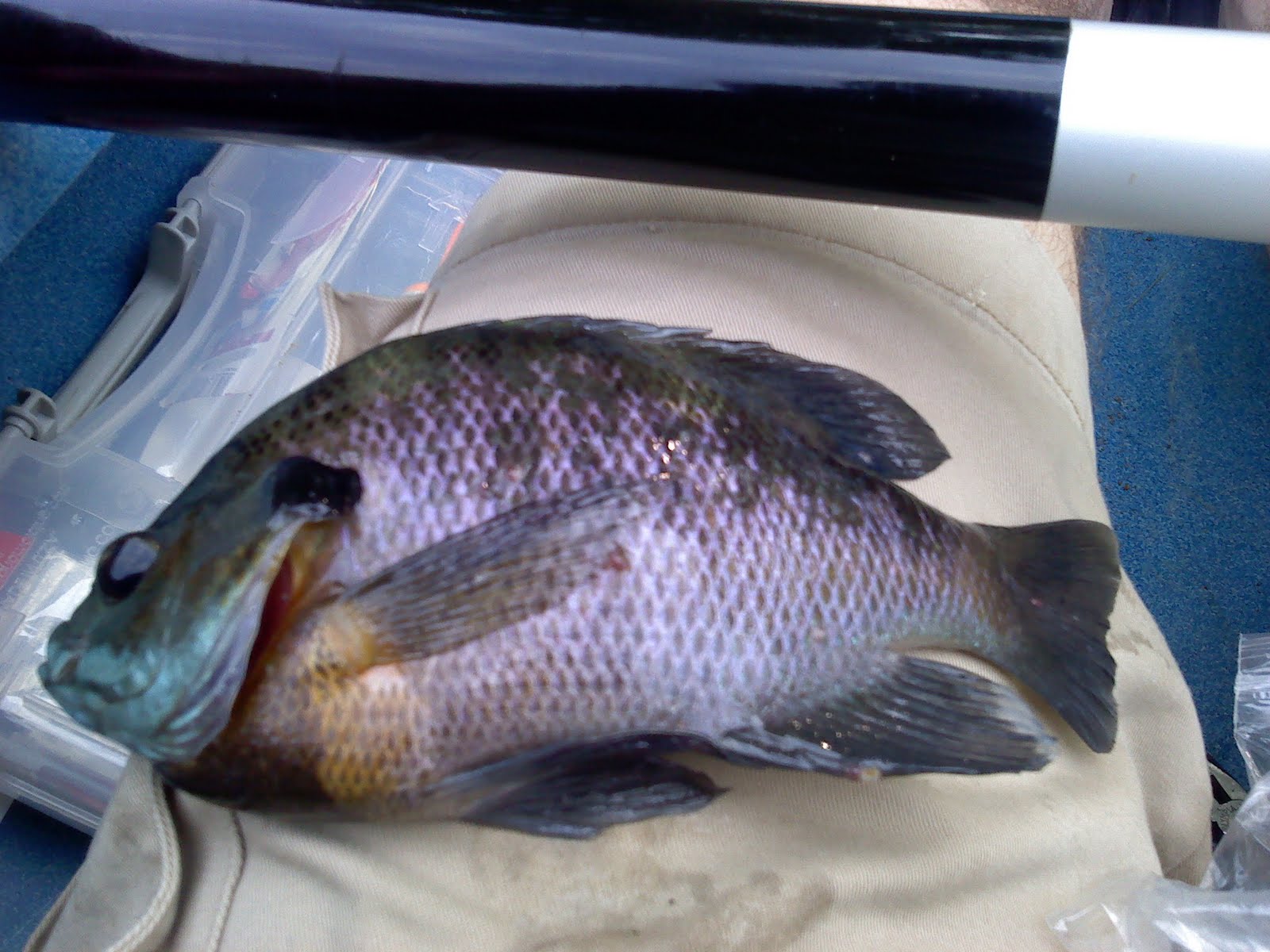 Old field Studio & Leo Lakes: Marrowbone Monster