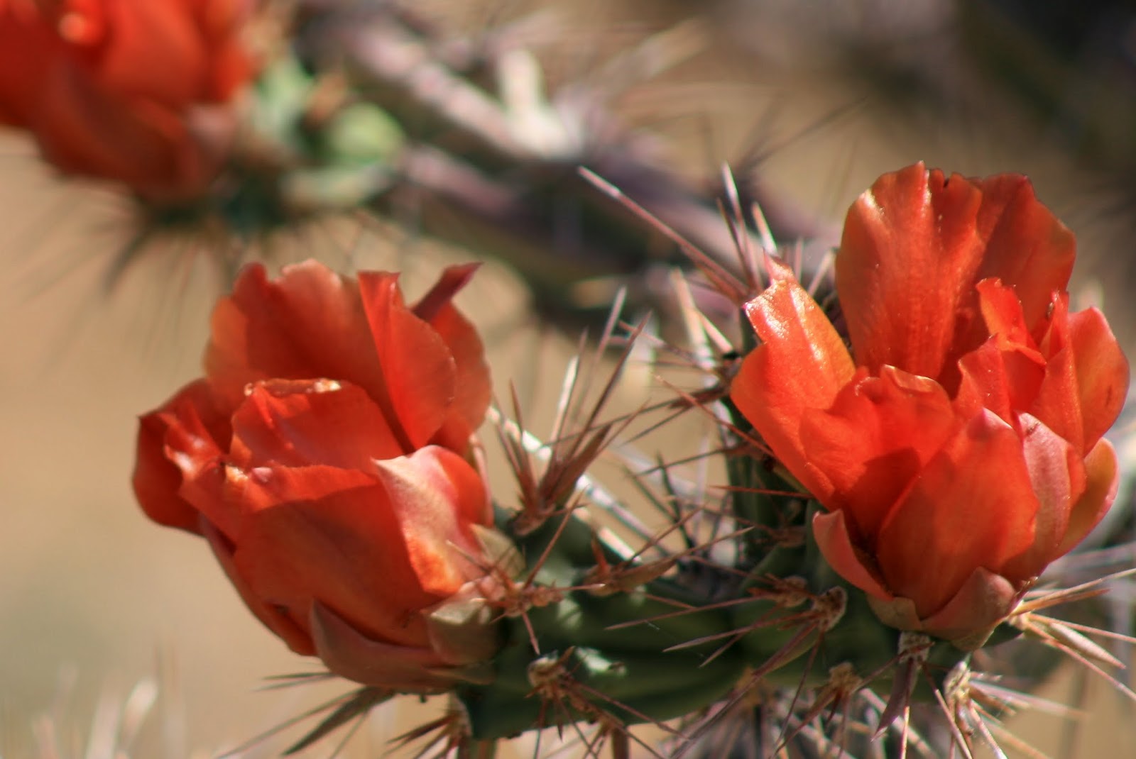 Stillhowlyntravels: Back to Tucson...Briefly