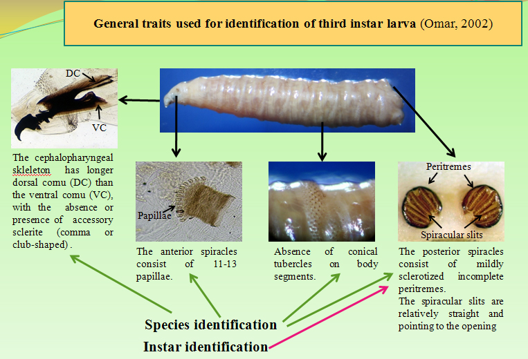 WHEN THE WIND BLOWS...: 'Who saw him died?' 'I did' said the fly... use ...