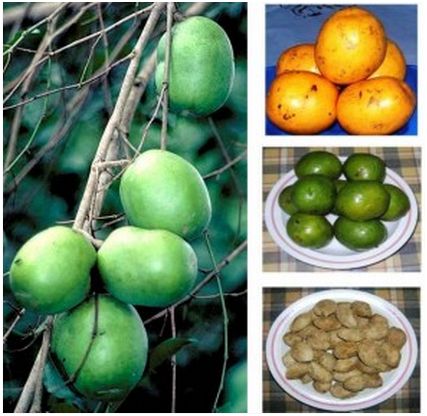 Avañe’ẽ Guarani: peteĩ ñe’ẽ porã: Pohã ñana ojepuruvéva / Plantas ...