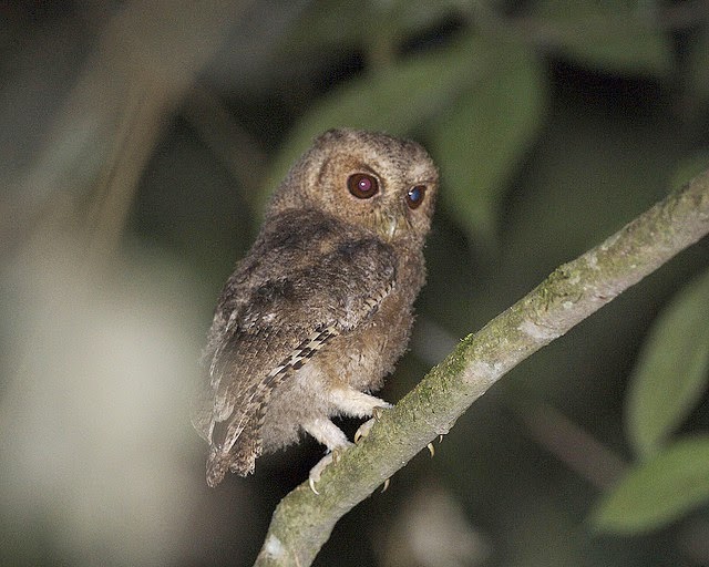 Burung-Burung Di Universitas Negeri Semarang - JURNAL KU