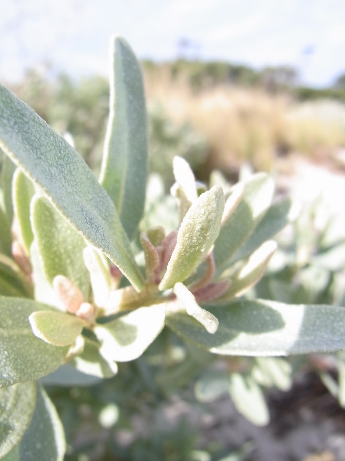 Provenance Growers: Grey Saltbush