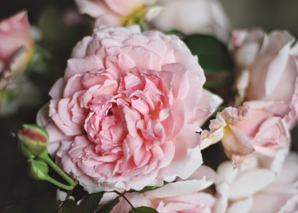 VW Garden: 'Eglantyne' English Roses in a Vase