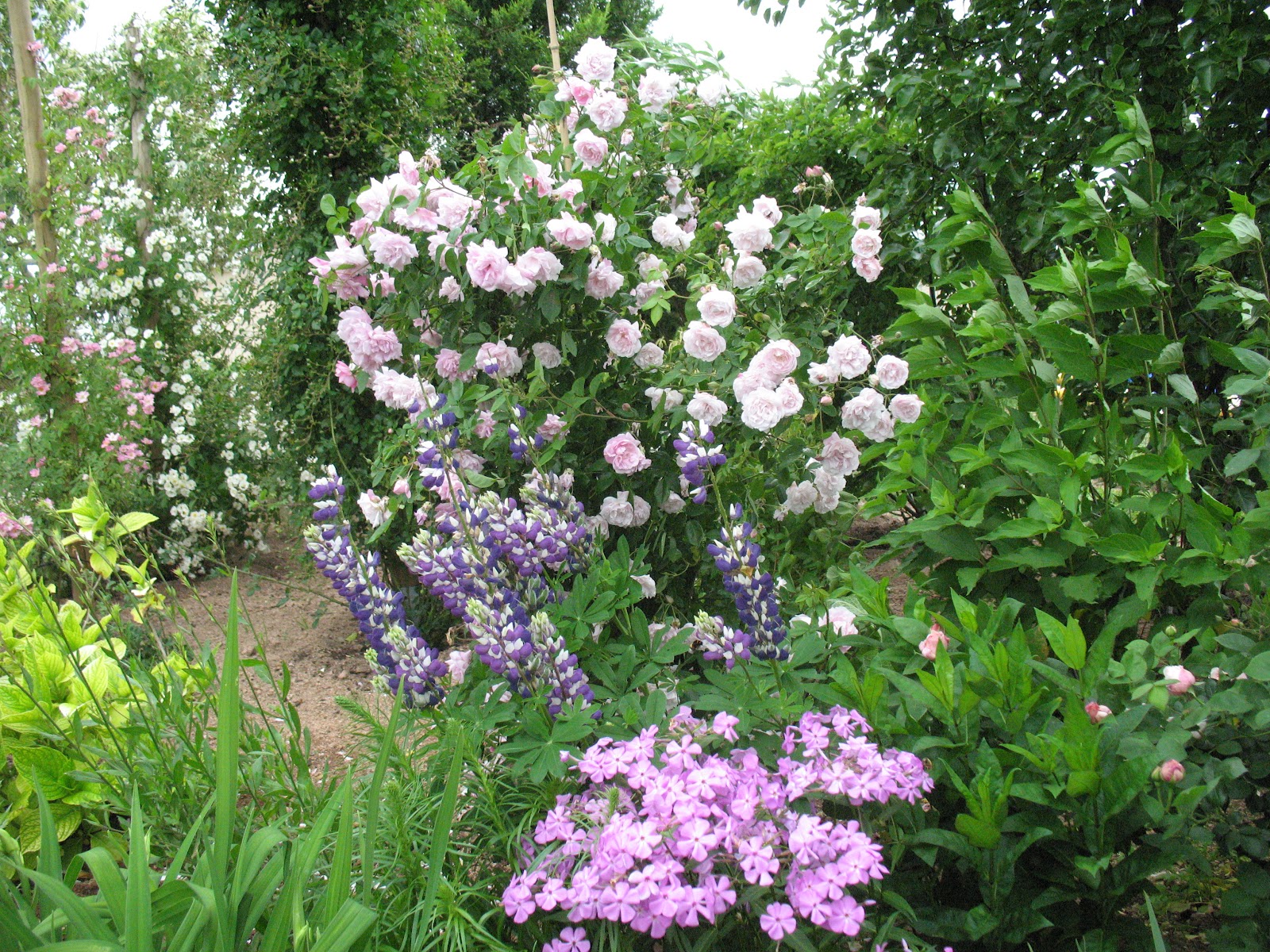 Roses du jardin Chêneland: Rosier "Ornement des Bosquets"